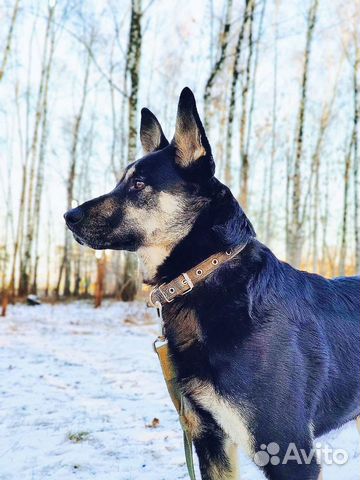 Красавец Макс ищет родителей