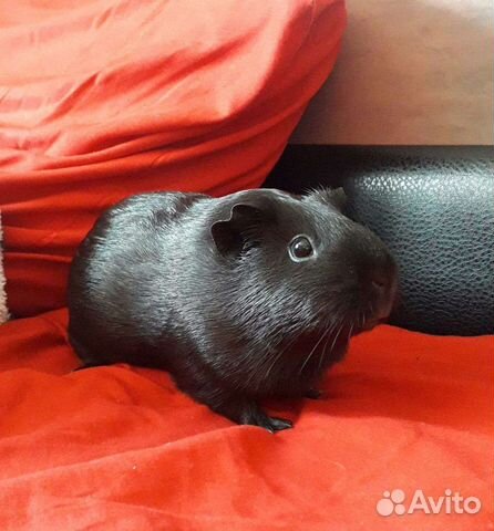 Морские свинки