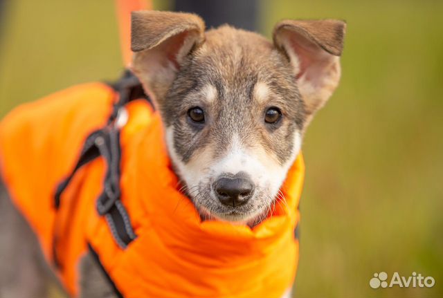 Спокойный и ласковый Фил ищет самый лучший дом