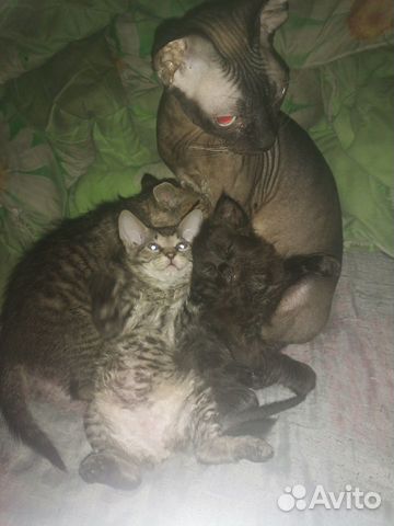 Отдам котят в добрые руки, бесплатно. Мама свинкс