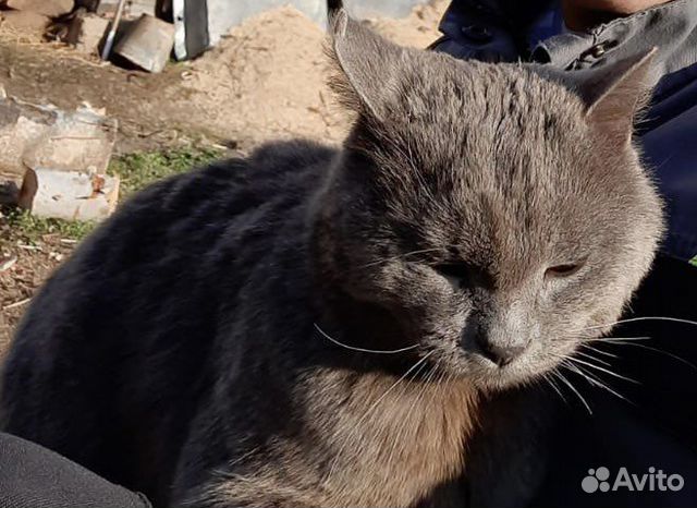 Ищем дом шотландскому коту