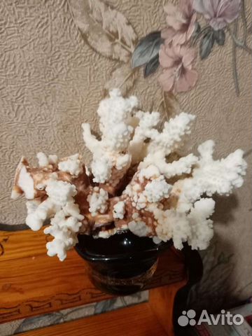 Коралл настоящий