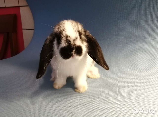 Карликовые крольчата. Мальчик и девочка