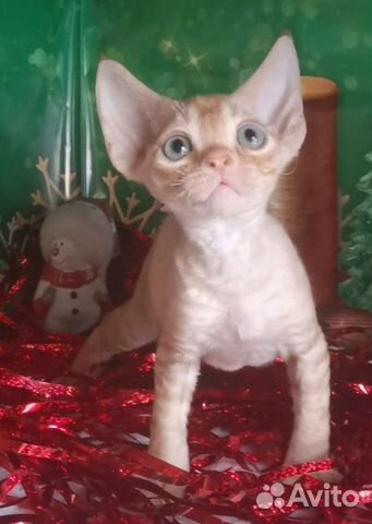 Котята девон-рекс