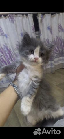 Котята шотландцы