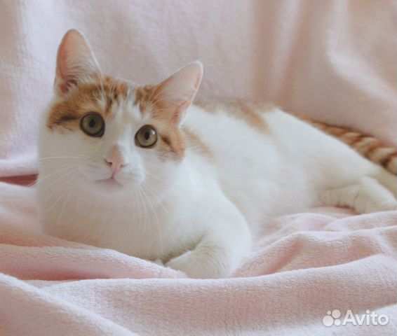 Ласковый годовалый котик в добрые руки