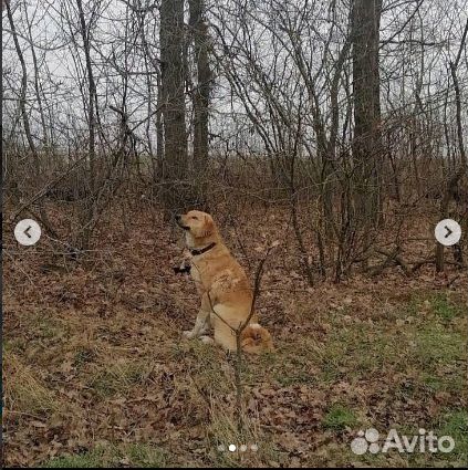 Собака живет в лесу