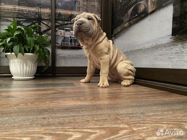 Малыши Шарпея Изабелла с голубой маской