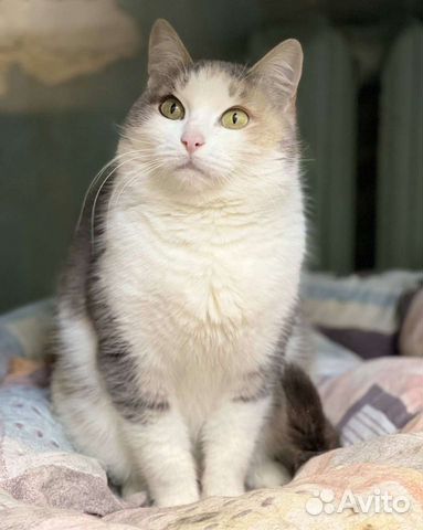 Котодетииз приюта ищут своих родителей