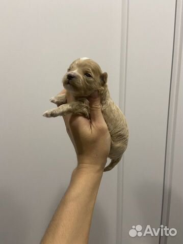 Мальтипу mini кукольный мальчик