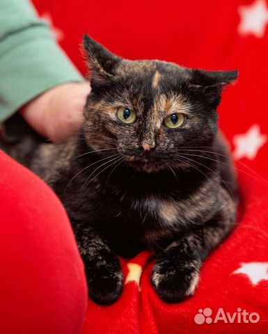 Кошечка Плюшка в ответственные ручки