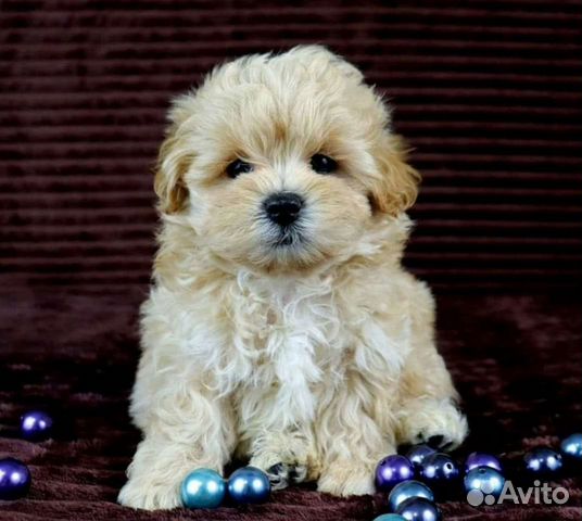 Щенки мальтипу ф1 девочка