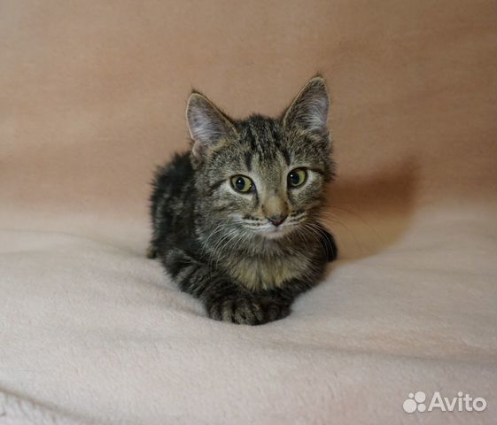 Котенок Тошка ищет дом