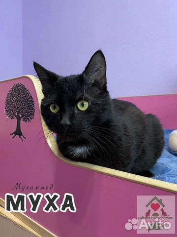 Кот в добрые руки