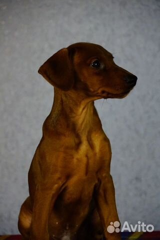Щенки стандартного пинчера рыж