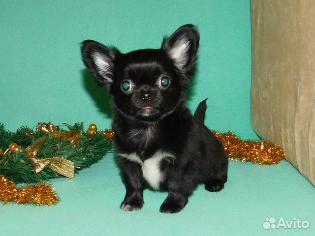 Черри-мальчик чихуахуа