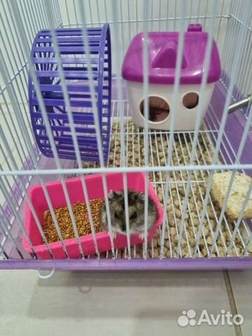 Джунгарский хомяк