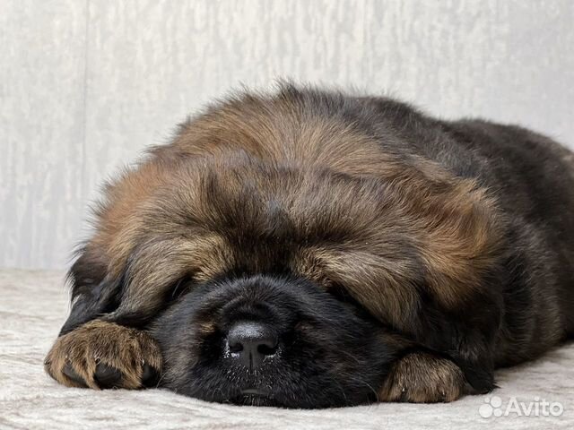 Щенки тибетского мастифа