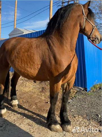 Кобыла владимерской породы