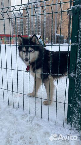Найдена хаски (девочка) Солнцево-Новопеределкино