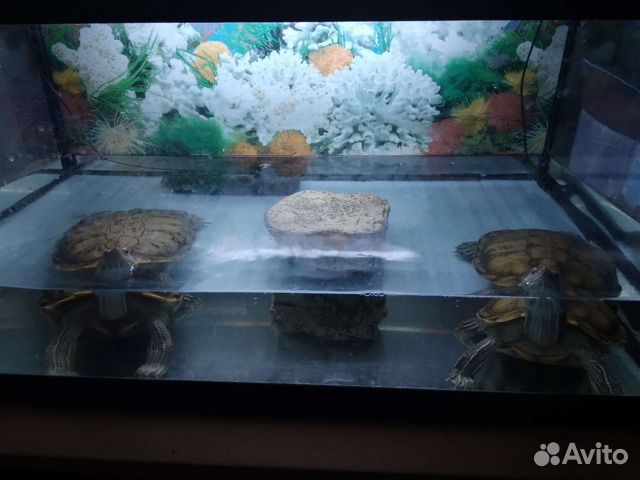 Красноухие черепахи