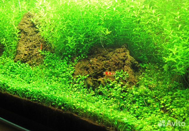 Растения, корм и рыбки для вашей аквы