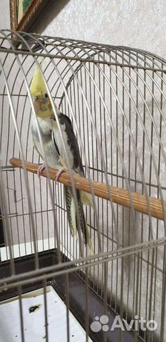 Попугай корелла