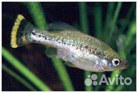 Рыбки обмен