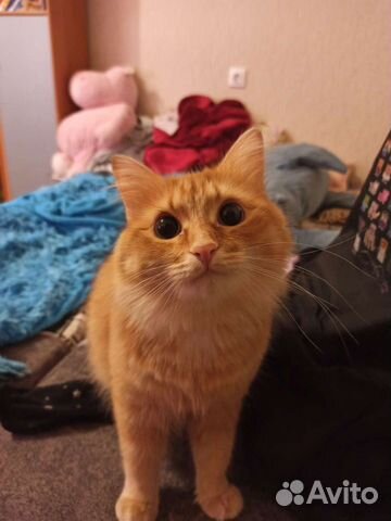 Кошки