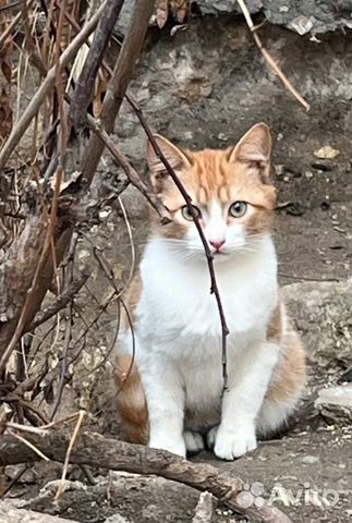 Красивые рыжие котята,которые живут в трубах