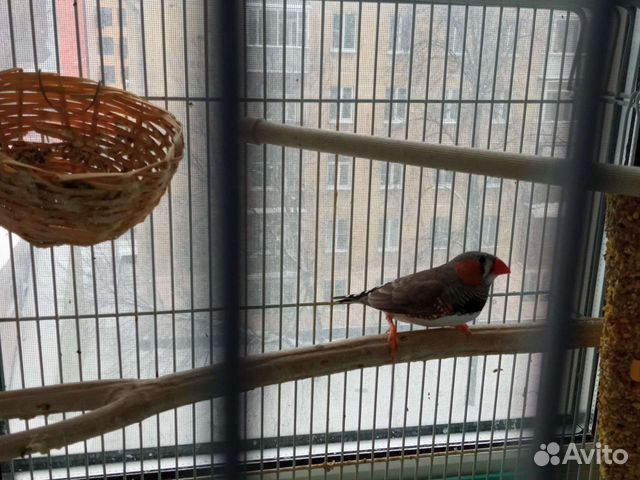 Отдам в добрые руки