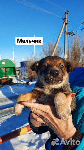 Собака в добрые руки щенок