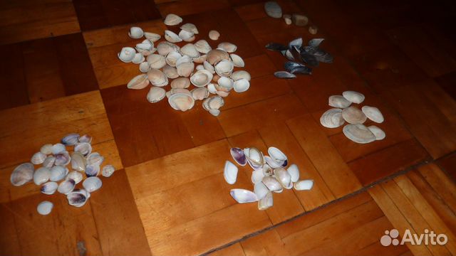 Натуральные ракушки для аквариума