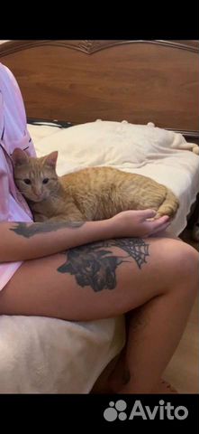 Кот котик молодой в добрые руки