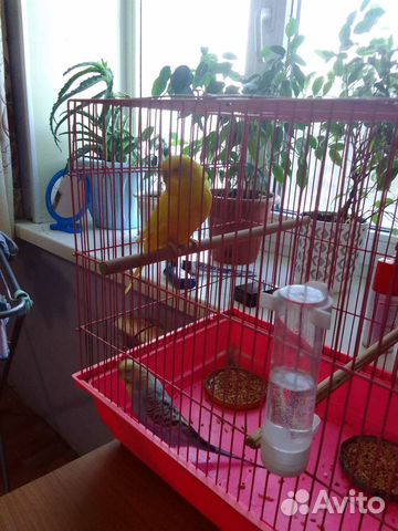 Волнистый попугай