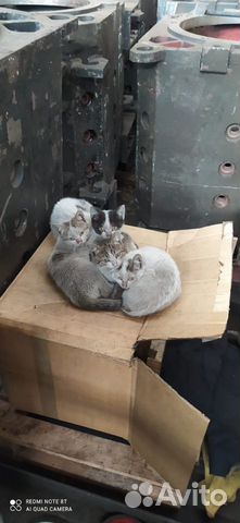 Котята на заводе отдадим в хорошие руки)