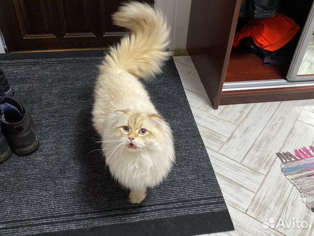 Шотланский вислоухий кот