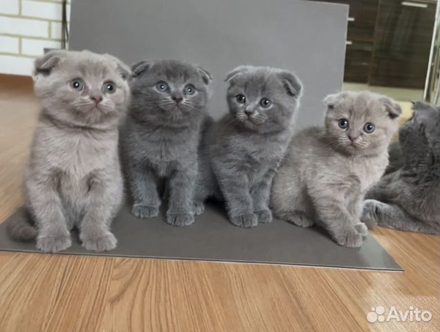 Вислоухие котята