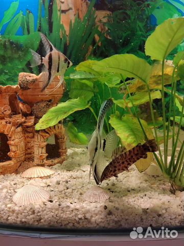 Аквариумные рыбки