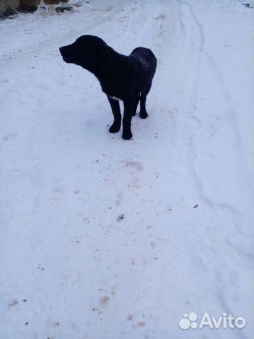 Отдам бесплатно щенок лабрадора девочка