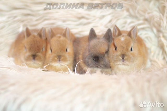 Малыши миноры разного окраса