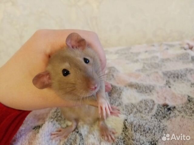 Крысы Дамбо (потомство), крысята