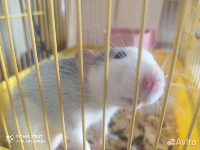 Крыса дамбо