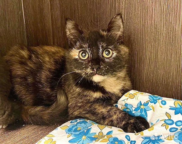 Смешная Масянька