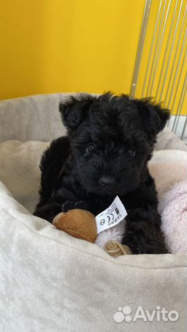 Мальтипу mini, девочка