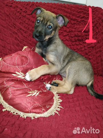 Щенок в добрые руки