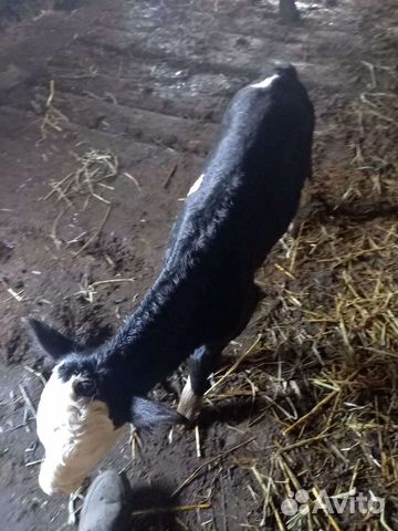 Бычок новорожденный