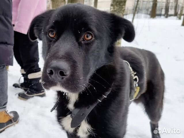 Собака в добрые руки