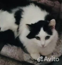Кошка- тихуша белая с чёрными пятнами