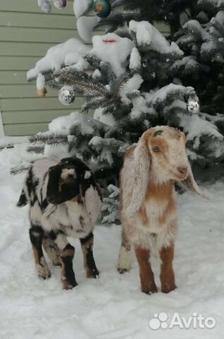 Англо нубийские козы ч/п